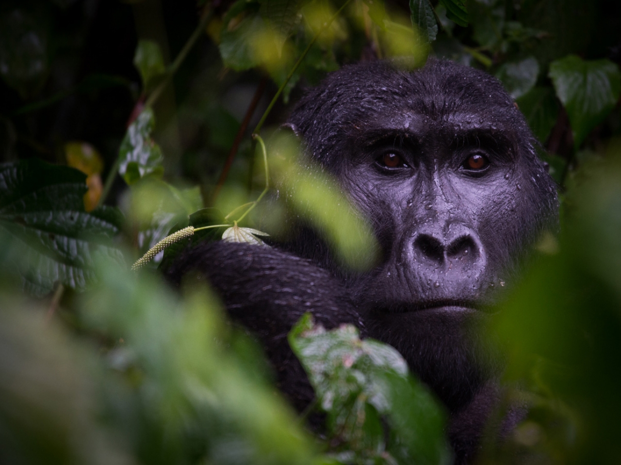 Gallery – Gorilla Conservation Coffee