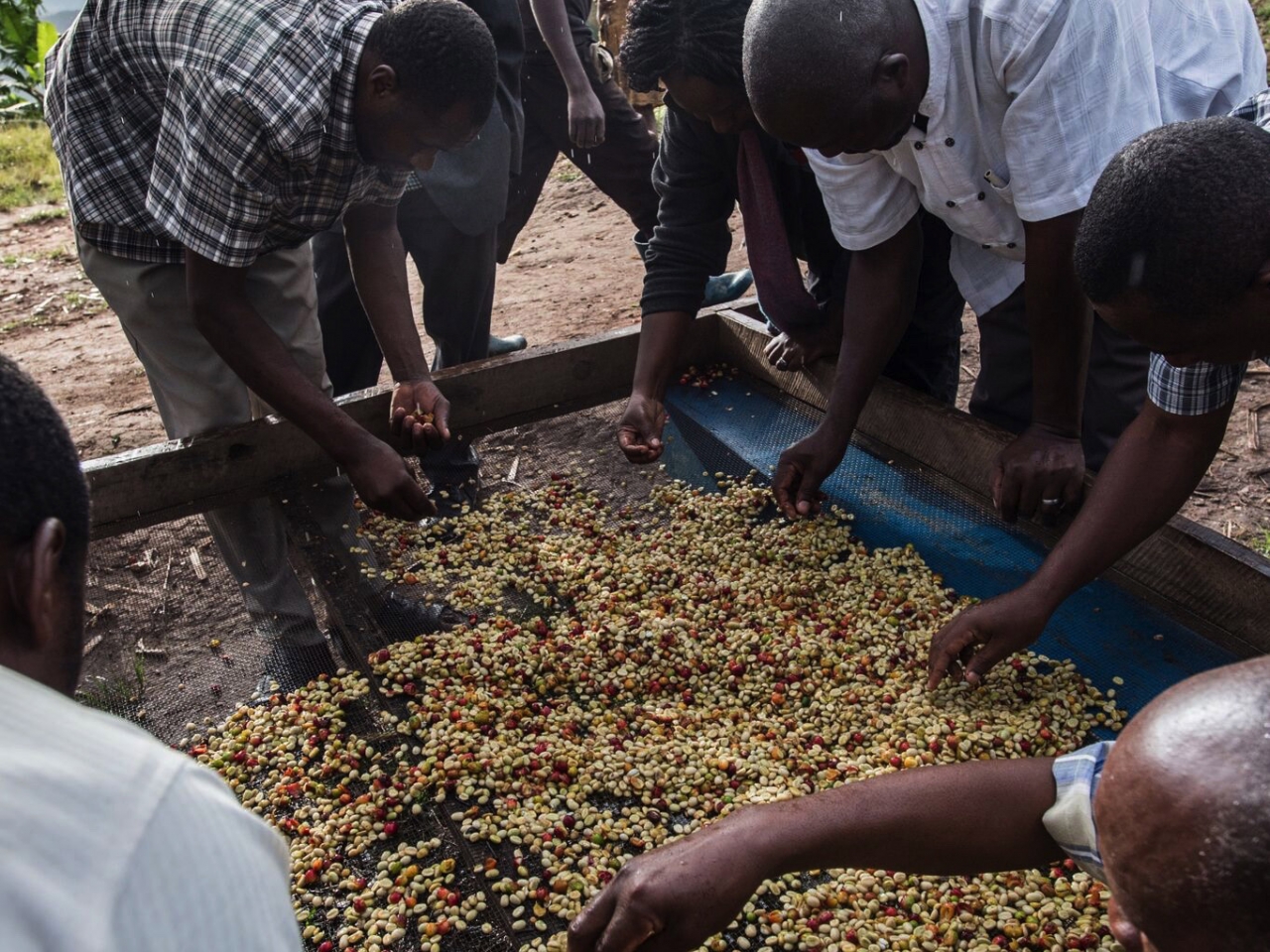 Gallery – Gorilla Conservation Coffee