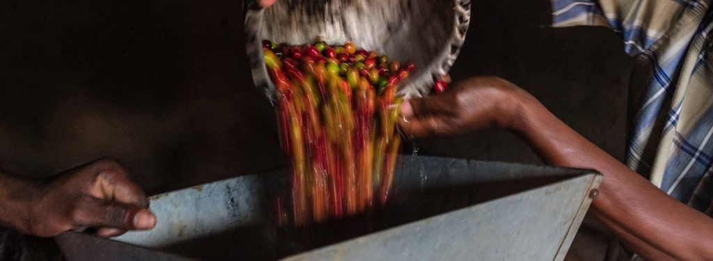 Gorilla Conservation Coffee – Saving gorillas one sip at a time