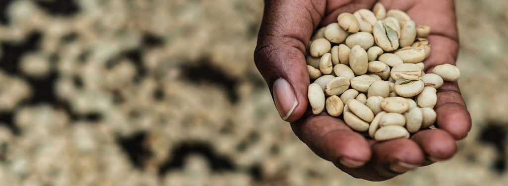 Gorilla Conservation Coffee – Saving gorillas one sip at a time