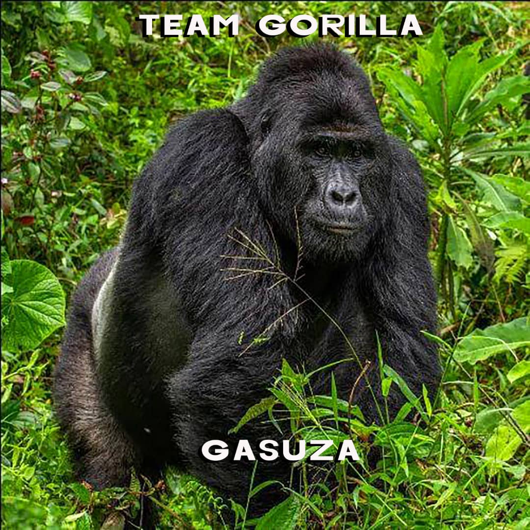 Listen to Team Gorilla Song by Gasuza – Gorilla Conservation Coffee